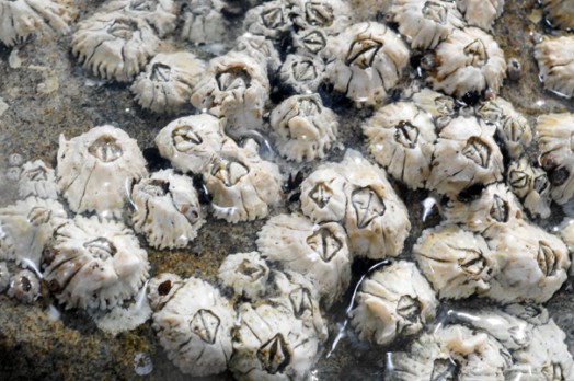 Working with Barnacles: an Afternoon of Exposure Therapy for ...