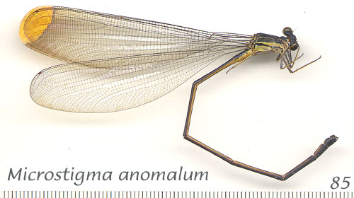 Pseudostigmatidae - Alchetron, The Free Social Encyclopedia