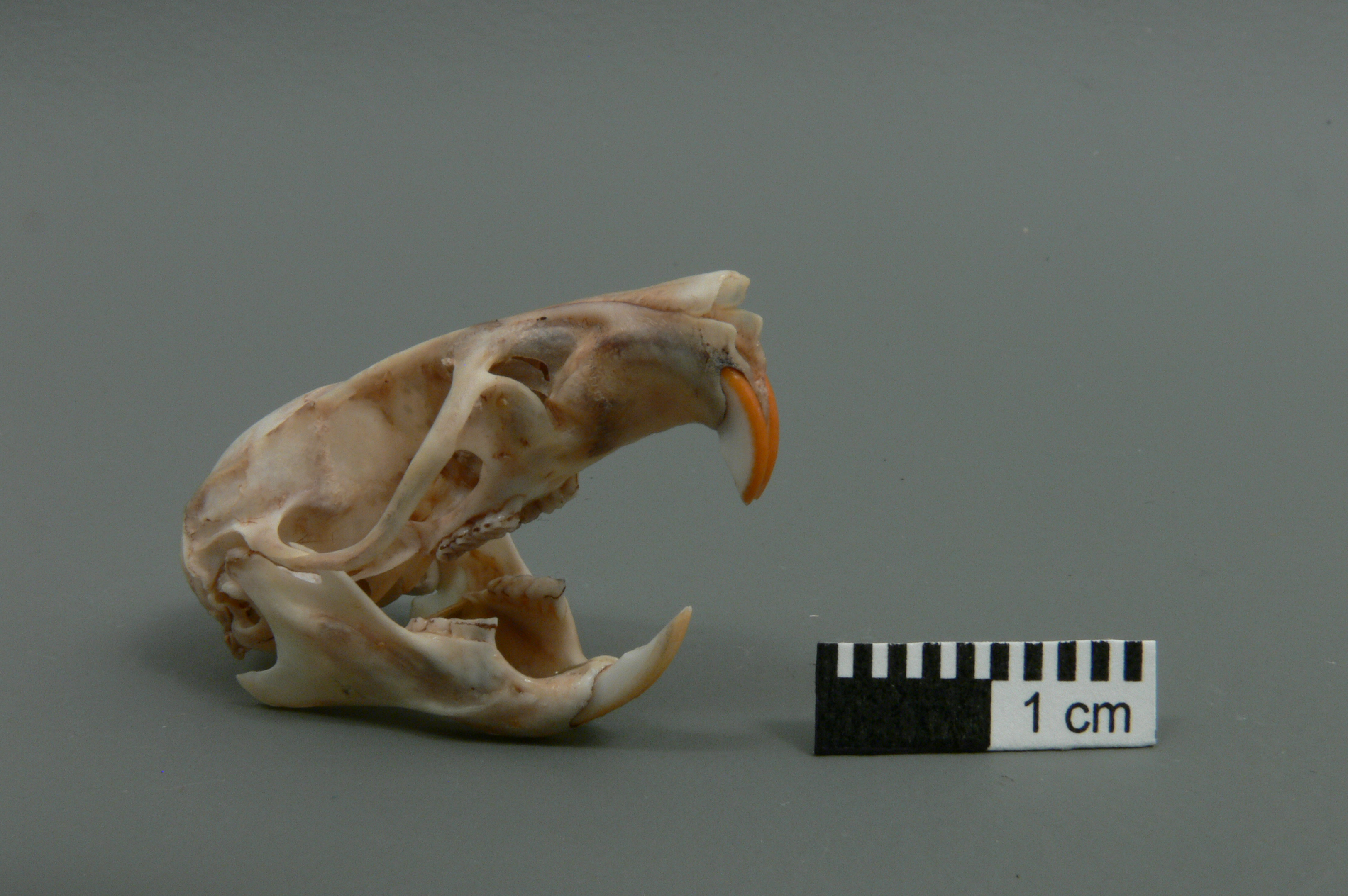 Skulls and Teeth · University of Puget Sound