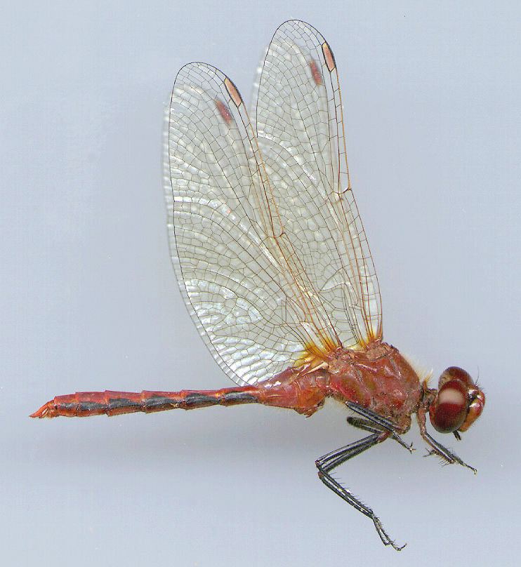 Cherry-faced Meadowhawk, Male | University of Puget Sound