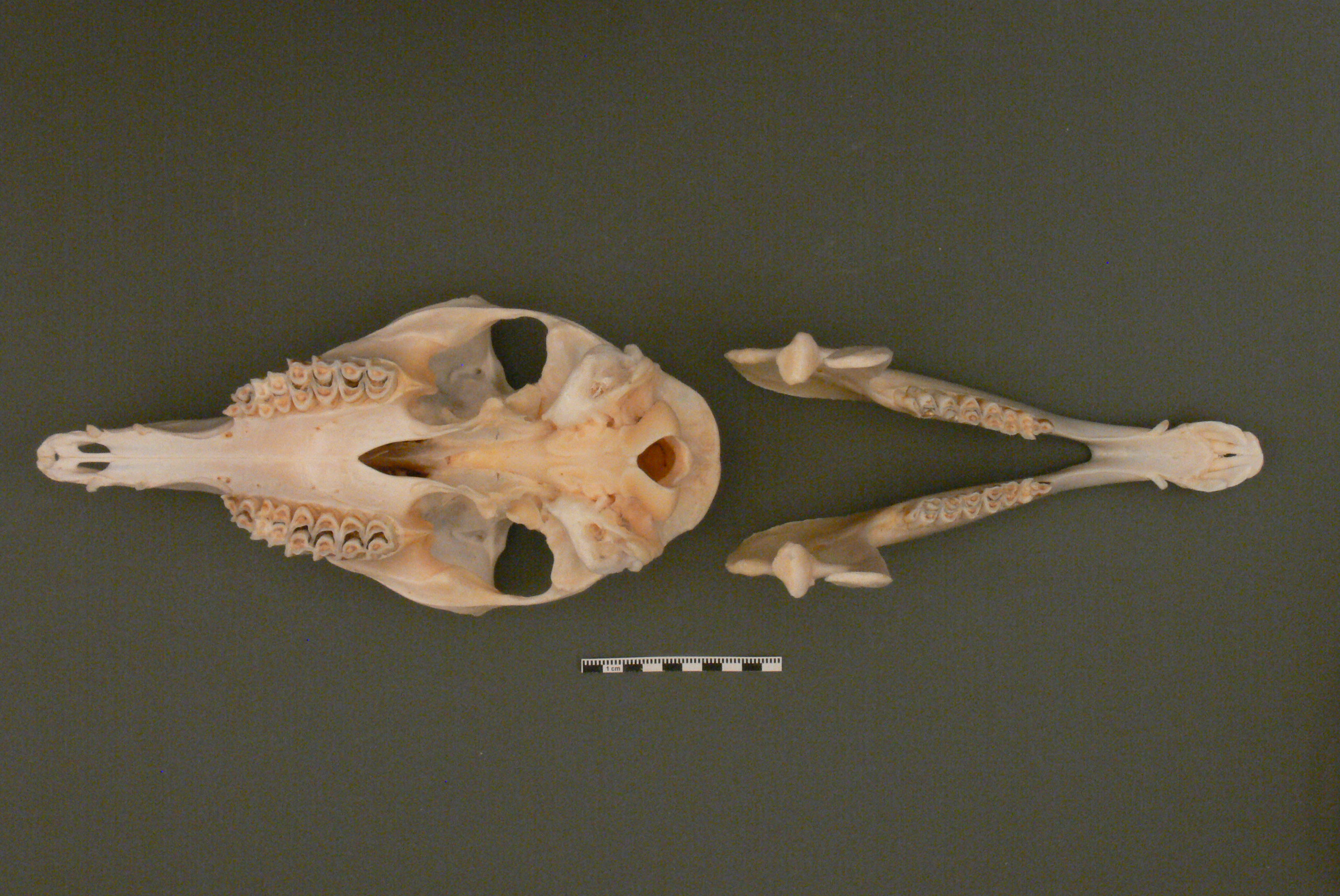 Skulls & Teeth | University of Puget Sound