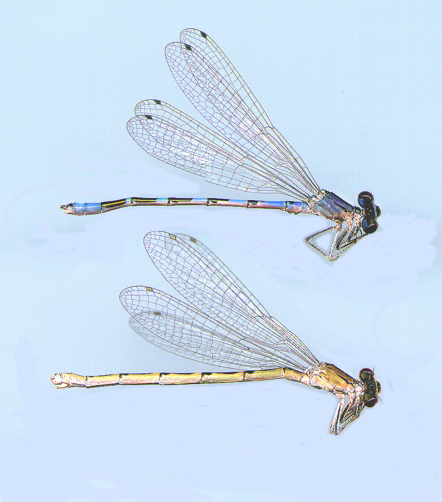 River Bluet | University of Puget Sound
