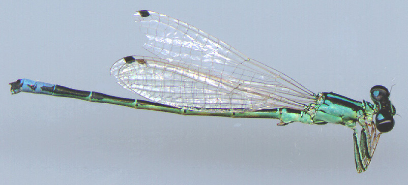 Western Forktail, Male | University of Puget Sound