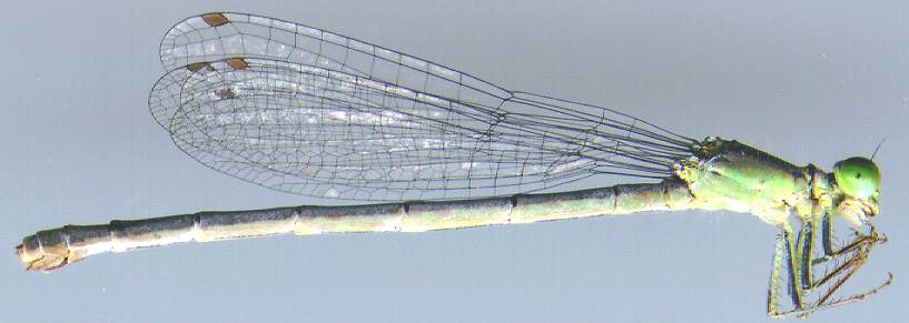 Western Forktail, Female | University of Puget Sound