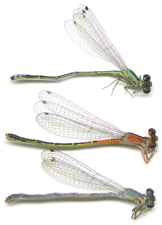 Western Forktail, Male & Females | University of Puget Sound