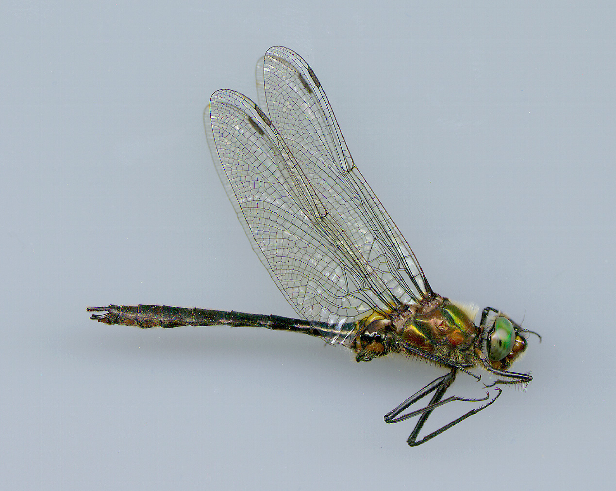 American Emerald, Male 2 | University of Puget Sound