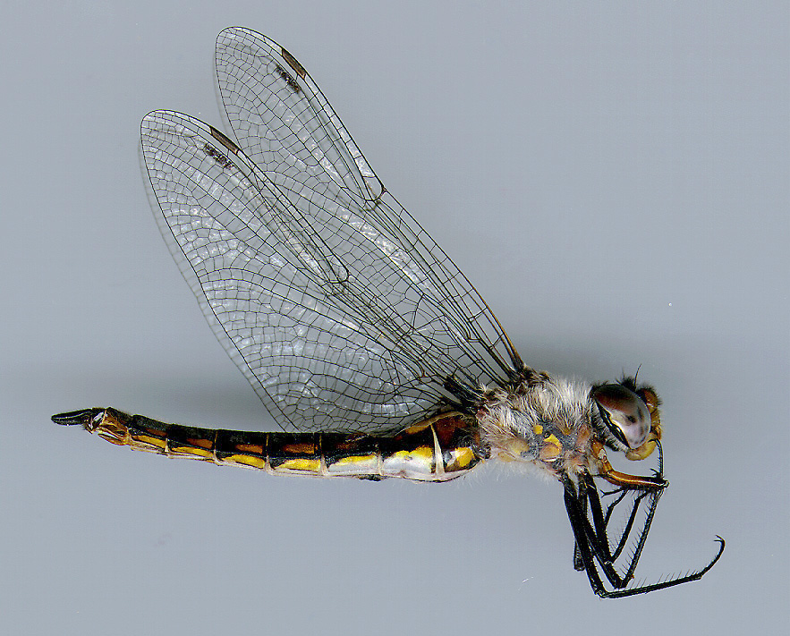 Spiny Baskettail, Female | University of Puget Sound
