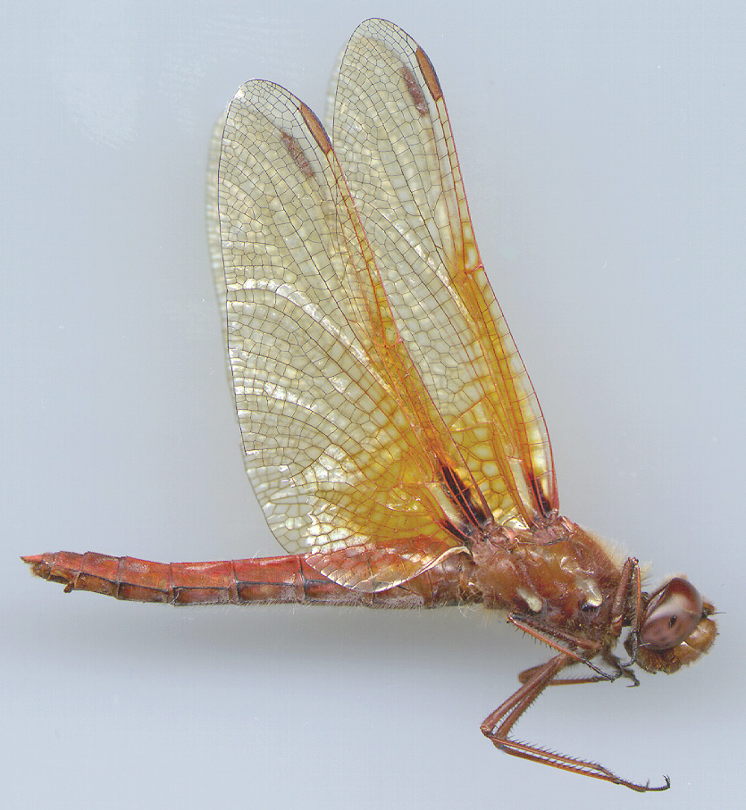 Cardinal Meadowhawk, Female | University of Puget Sound