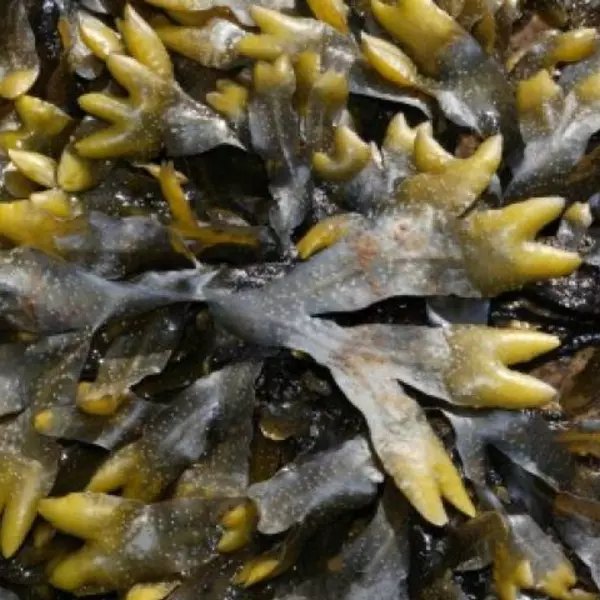 Marine Panel | University of Puget Sound