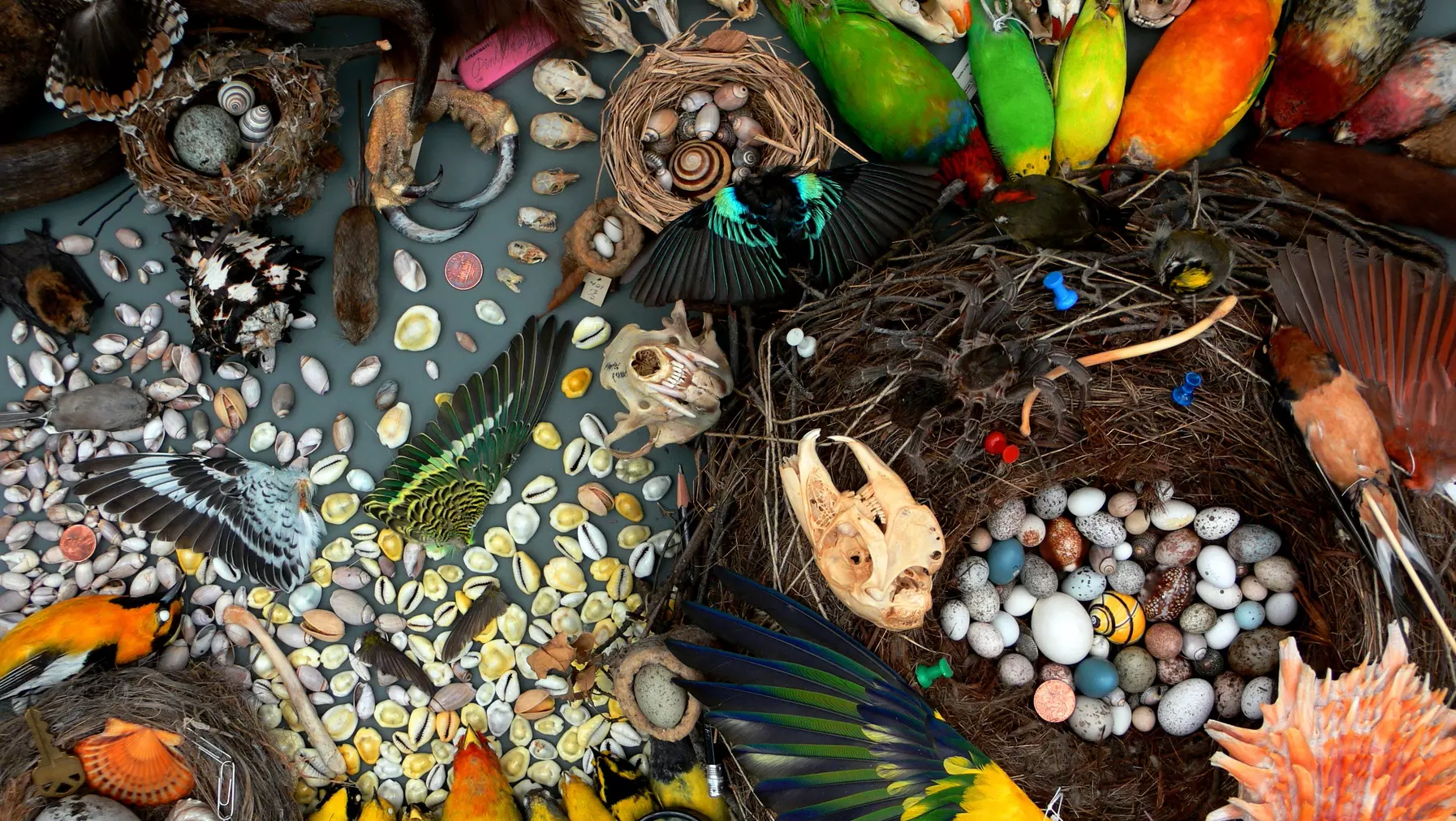 About the Museum | University of Puget Sound