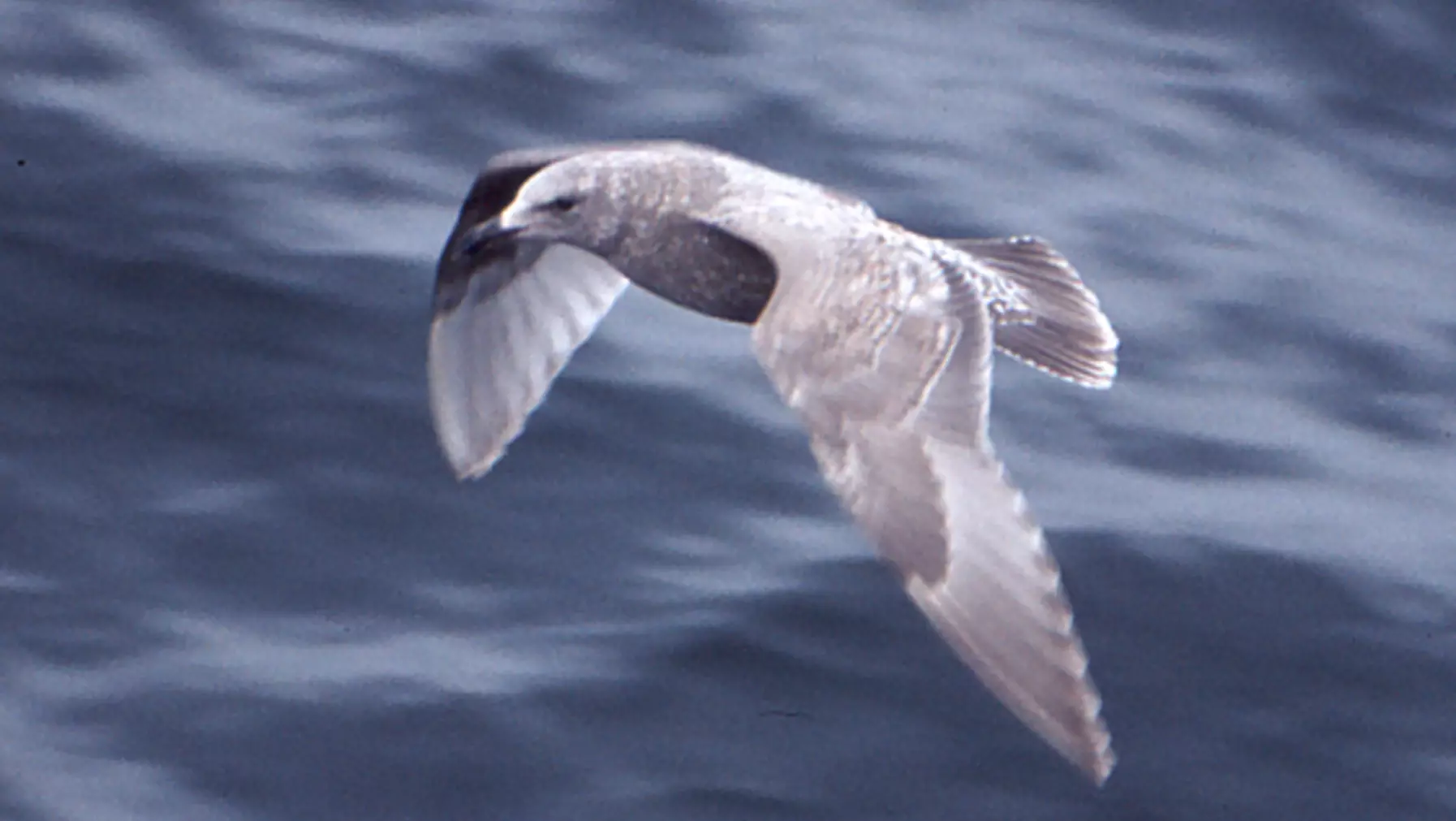 Glaucous-winged Gull | University of Puget Sound