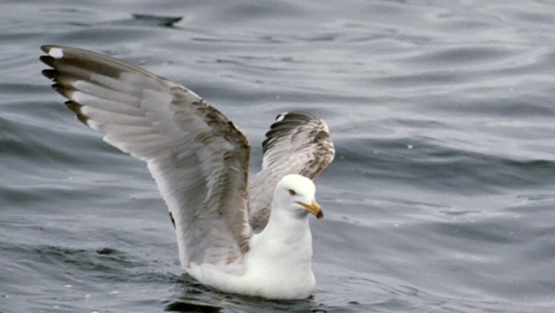 Herring Gull | University of Puget Sound