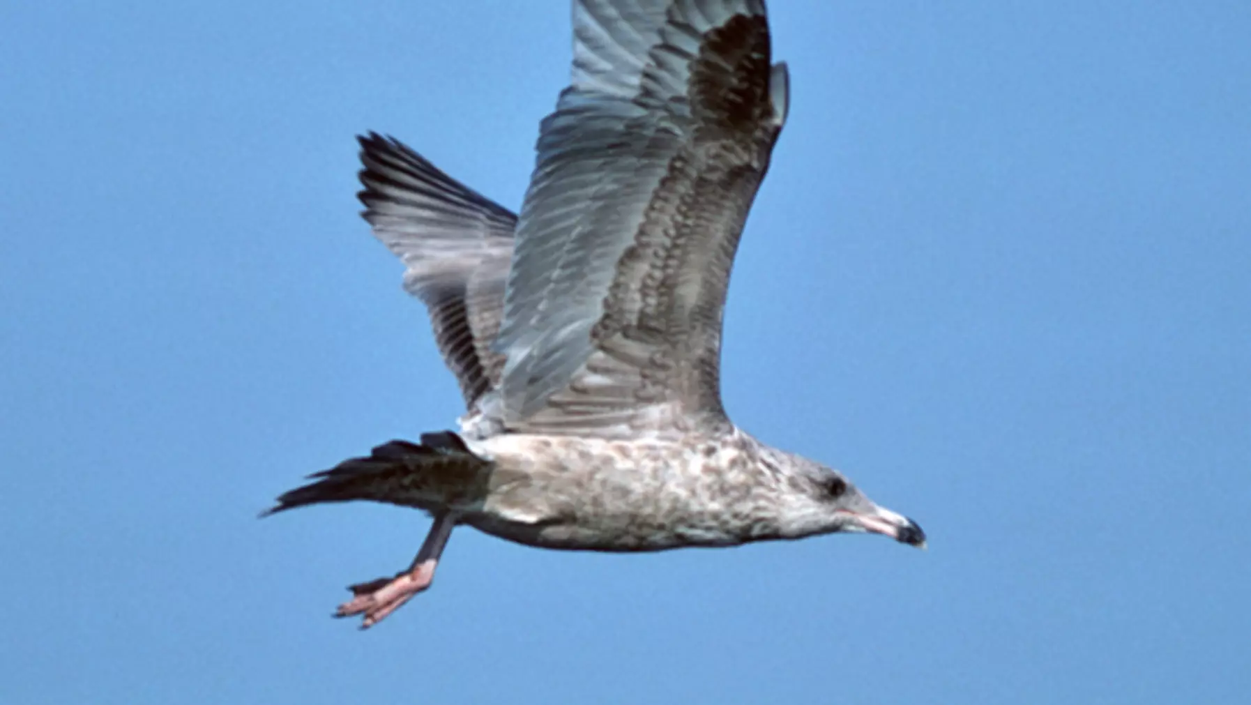 Herring Gull | University of Puget Sound
