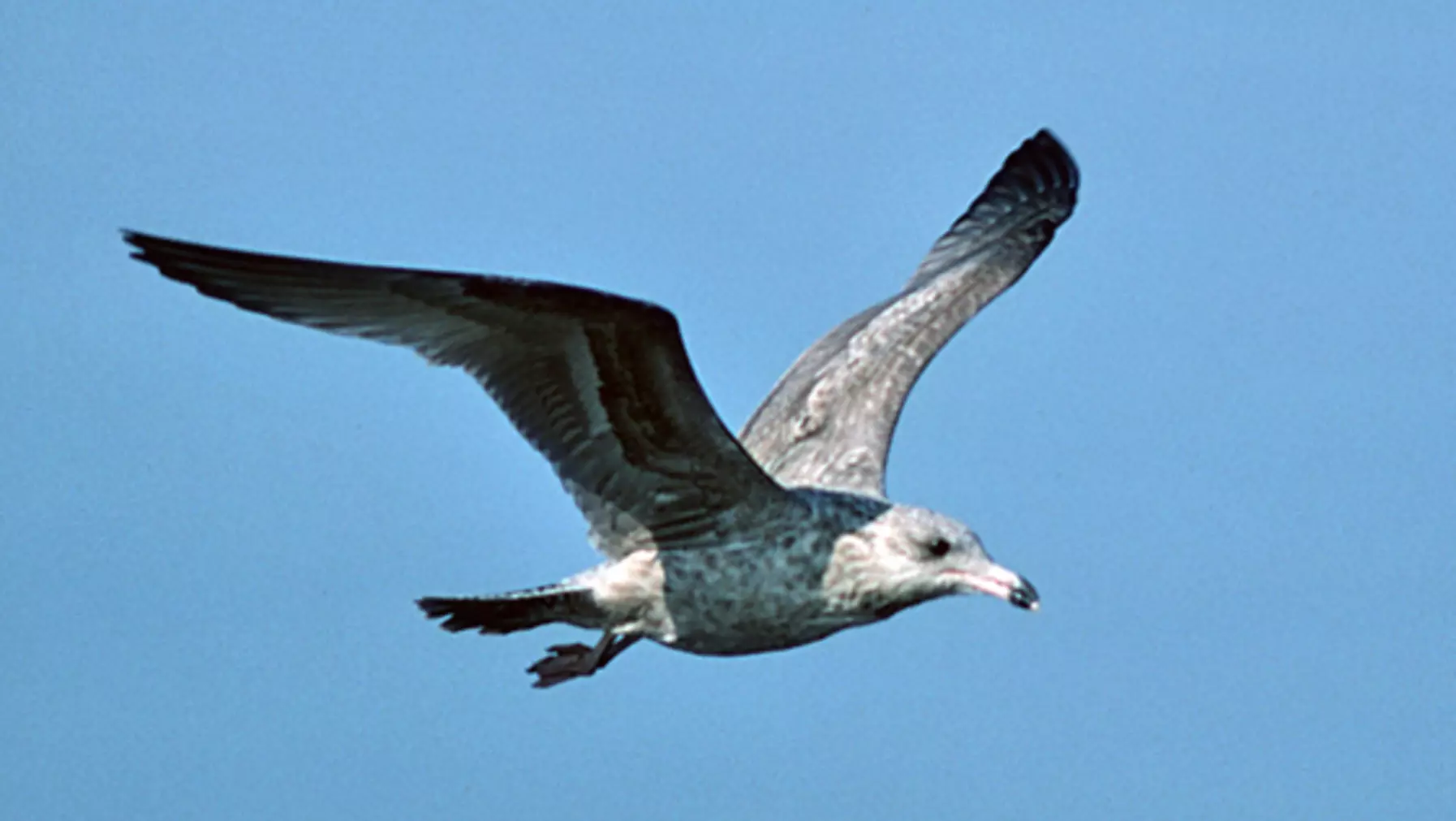 Herring Gull | University of Puget Sound