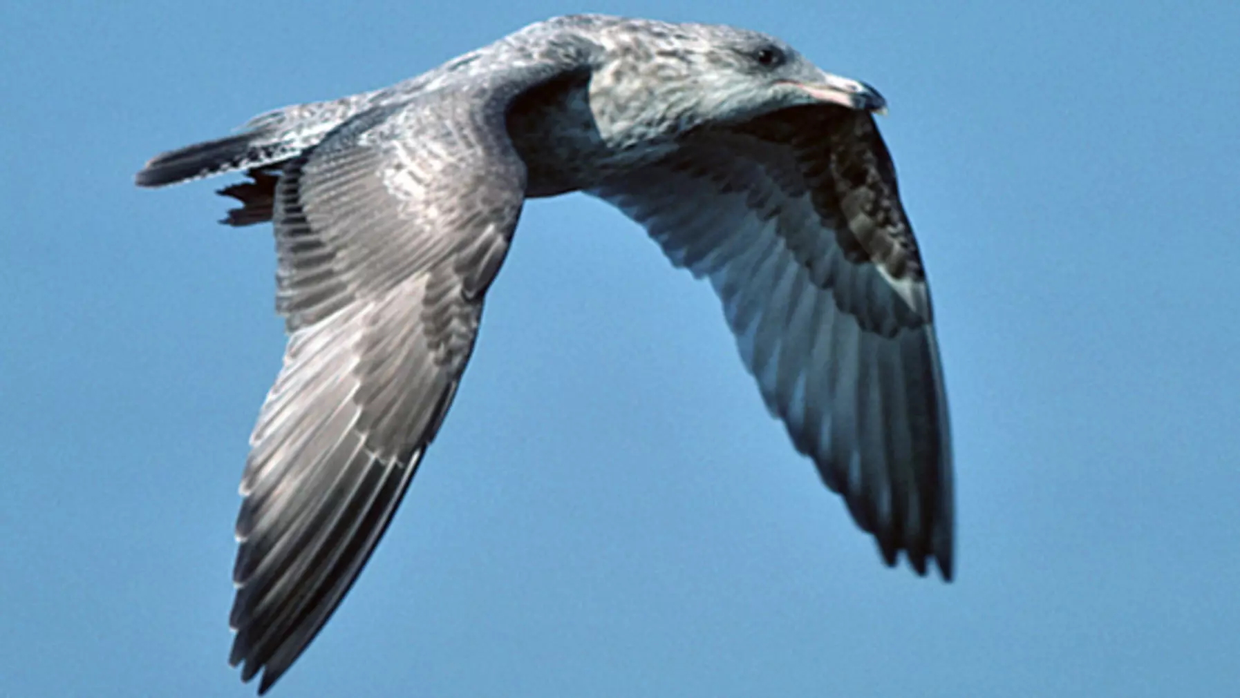 Herring Gull | University of Puget Sound