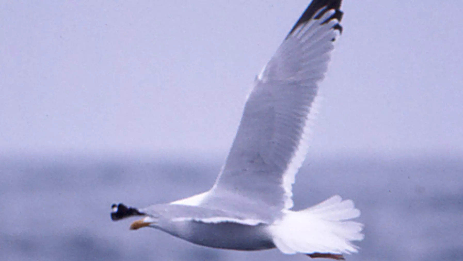 Herring Gull | University of Puget Sound