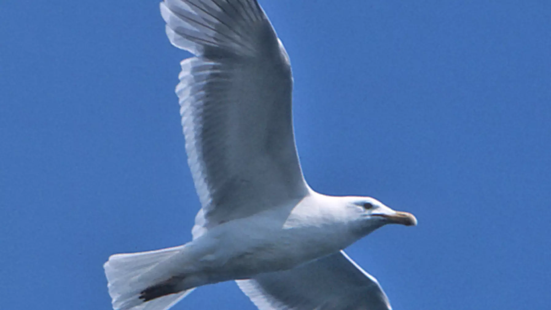 Herring Gull | University of Puget Sound