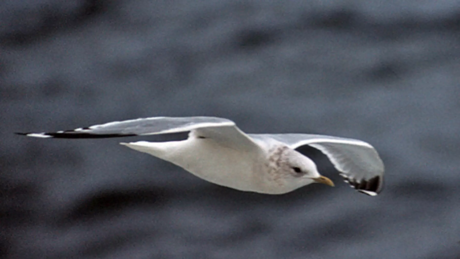 Mew Gull | University of Puget Sound