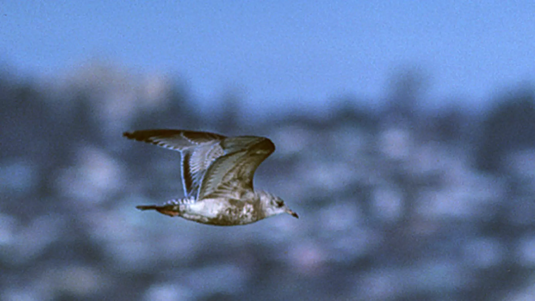 Mew Gull | University of Puget Sound