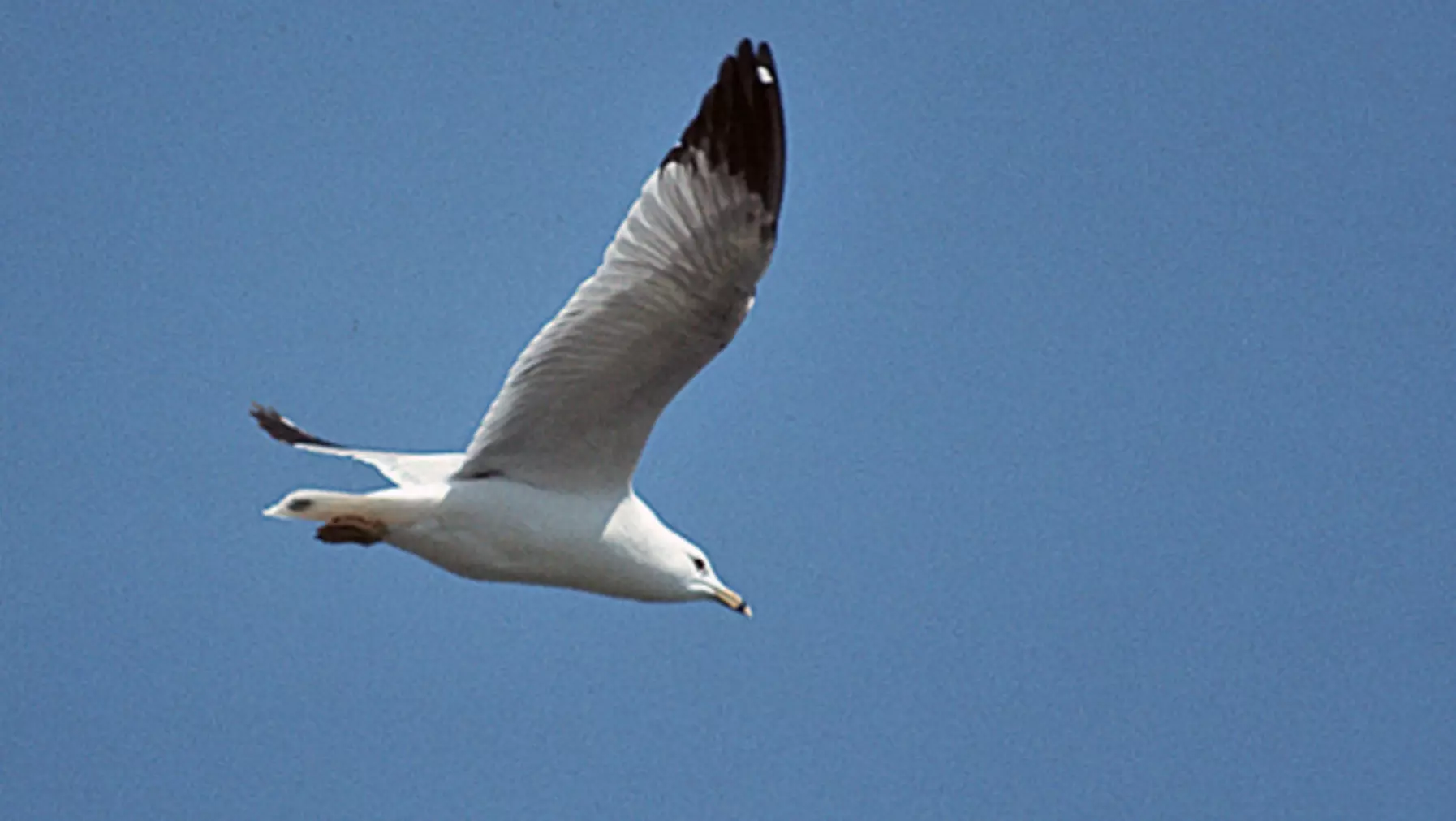 Ring-Billed Gull | University of Puget Sound